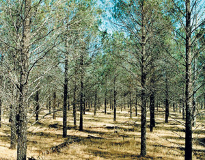 Our Industry - Timber NSW